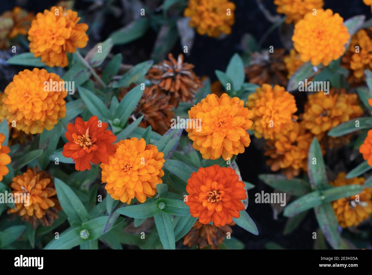Marigolds (Tagetes erecta, Mexican marigold, Aztec marigold, African ...