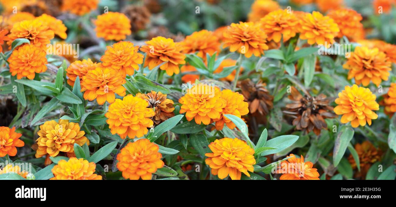 Marigolds (Tagetes erecta, Mexican marigold, Aztec marigold, African ...
