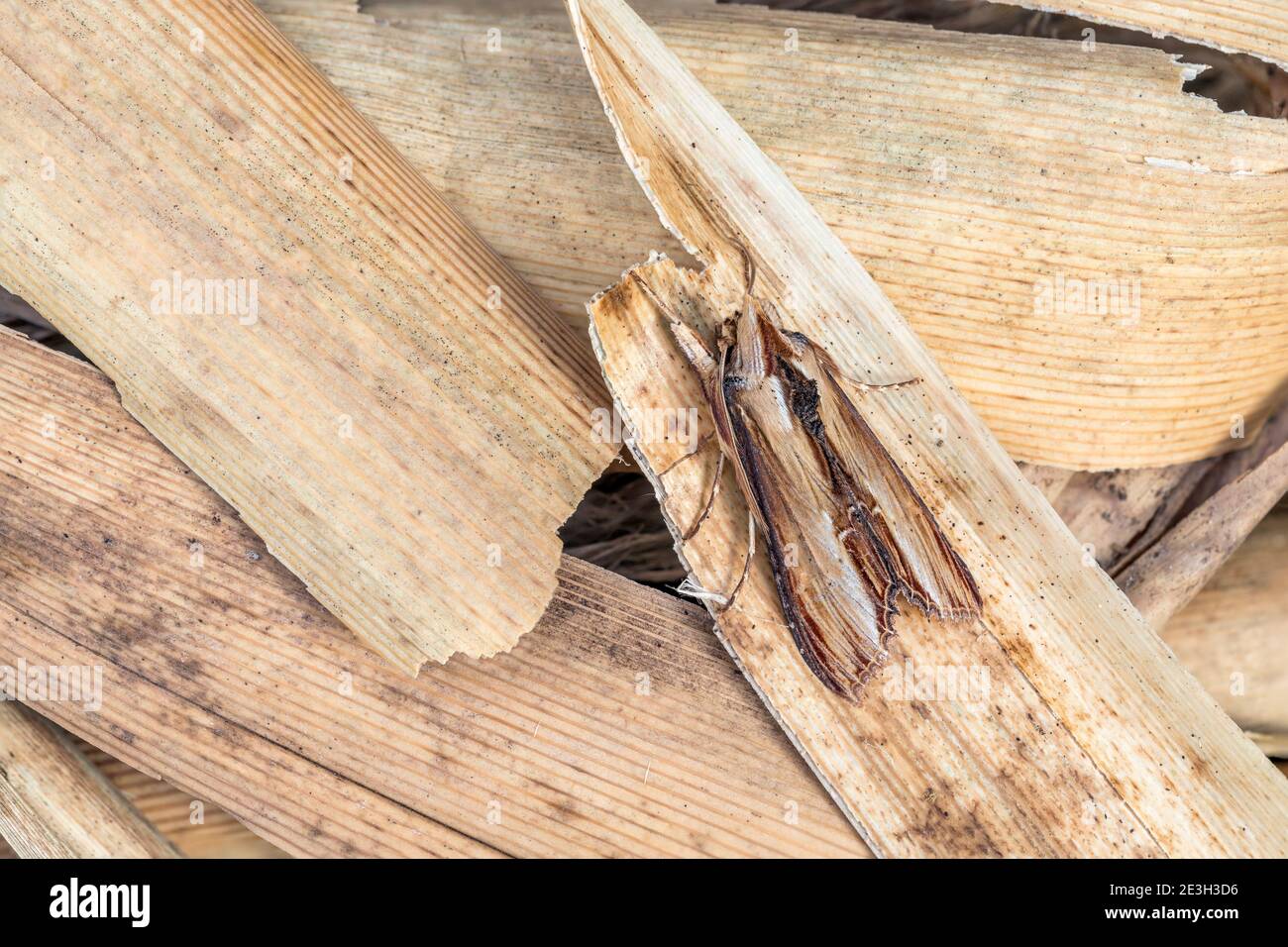 Mullein Moth; Cucullia verbasci; UK Stock Photo - Alamy