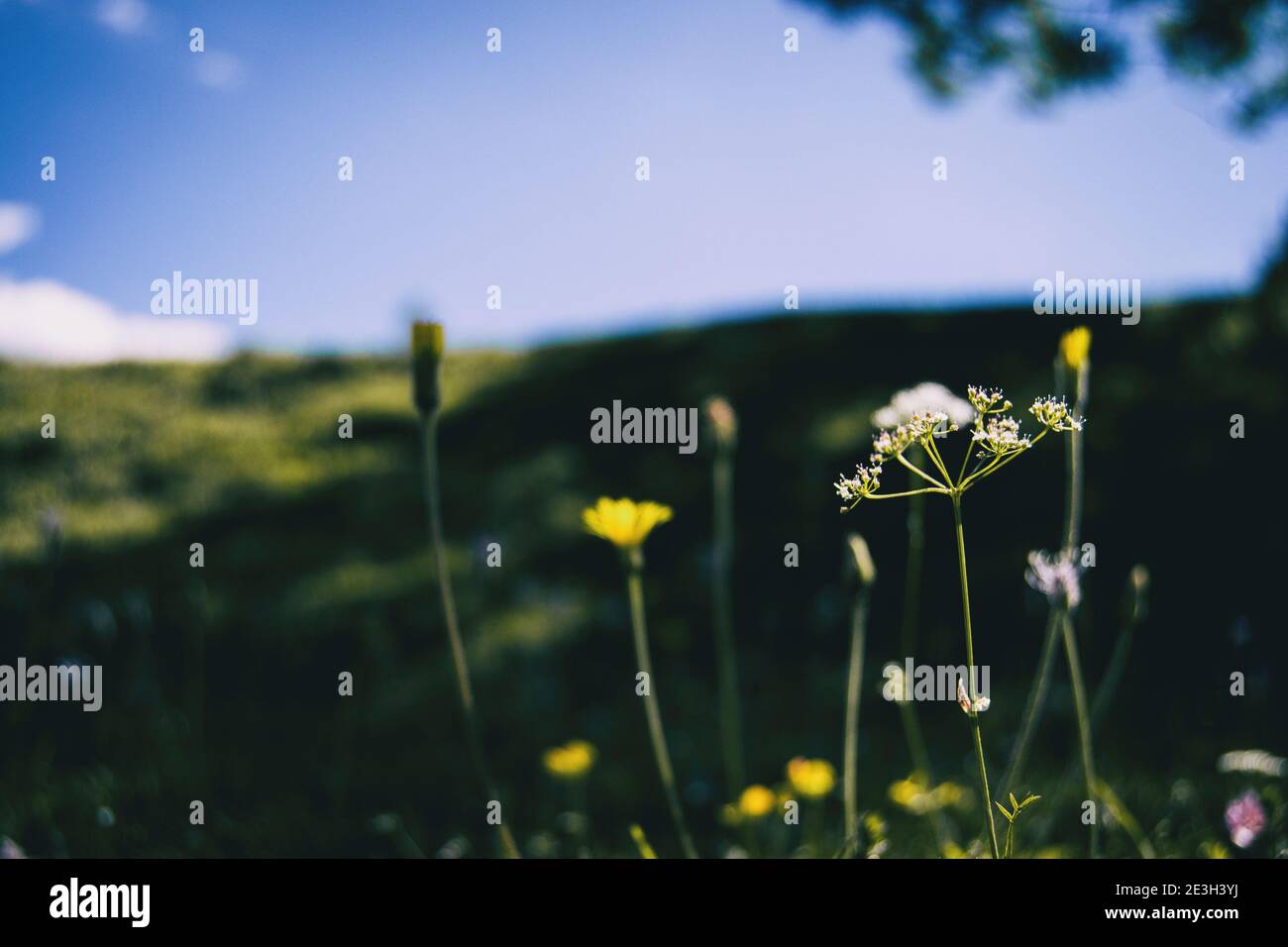 view from below with perspective of several flowers of different shapes ...