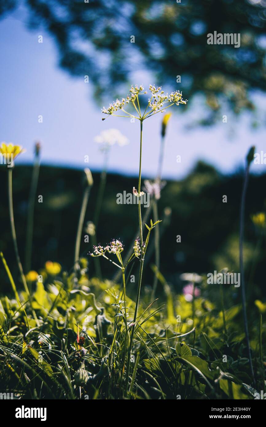 view from below with perspective of several flowers of different shapes ...