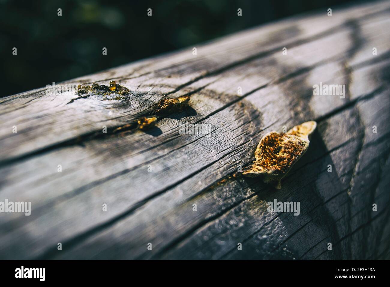 round wooden plank of a fence Stock Photo - Alamy