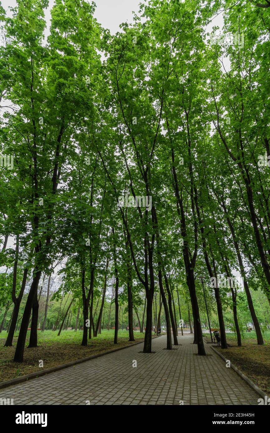 Green maple trees on the sky background Stock Photo - Alamy