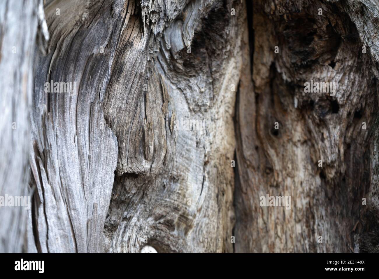 Close up the tied trunk of a dead tree Stock Photo - Alamy