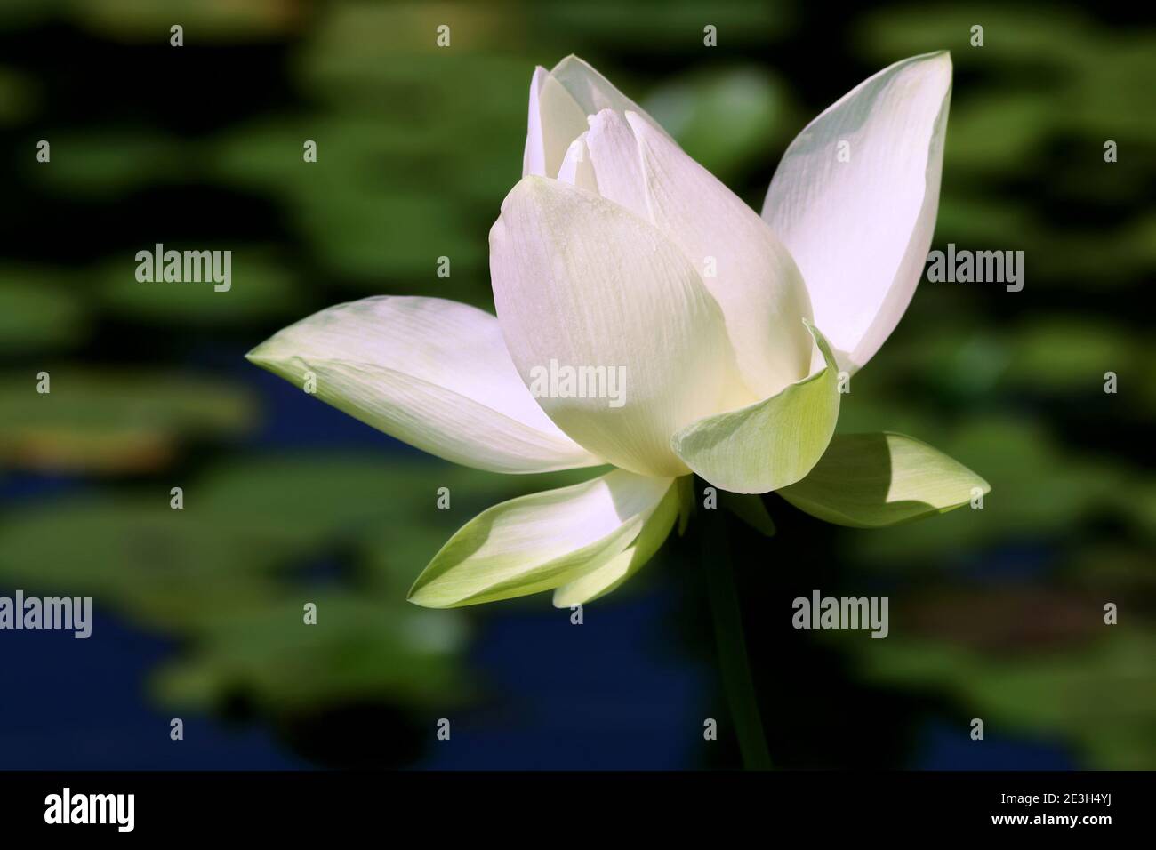 Stock images of lotus hi-res stock photography and images - Alamy