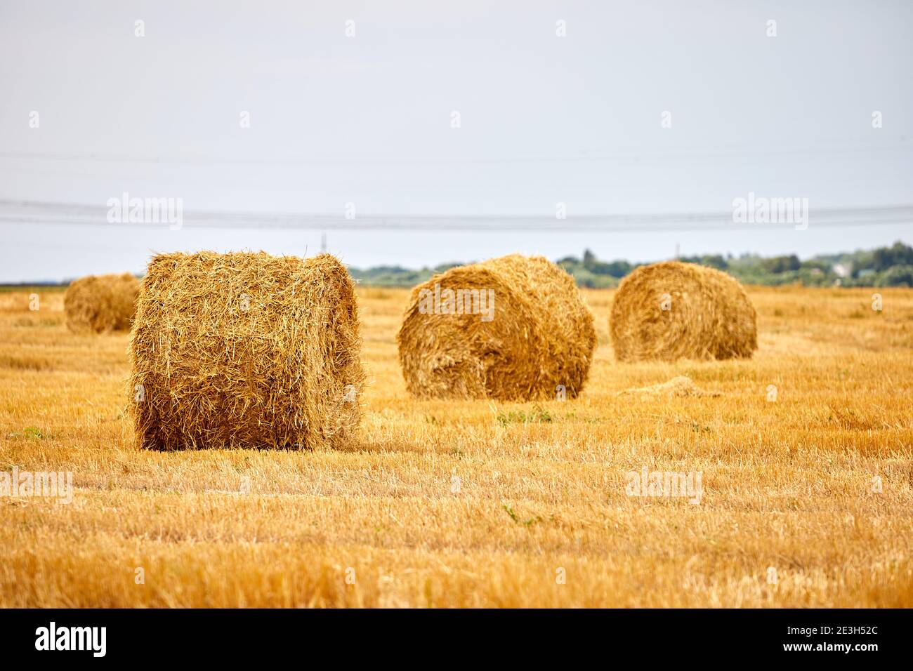 Bright yellow dry Rolls of haystacks on the summer field. Rural ...