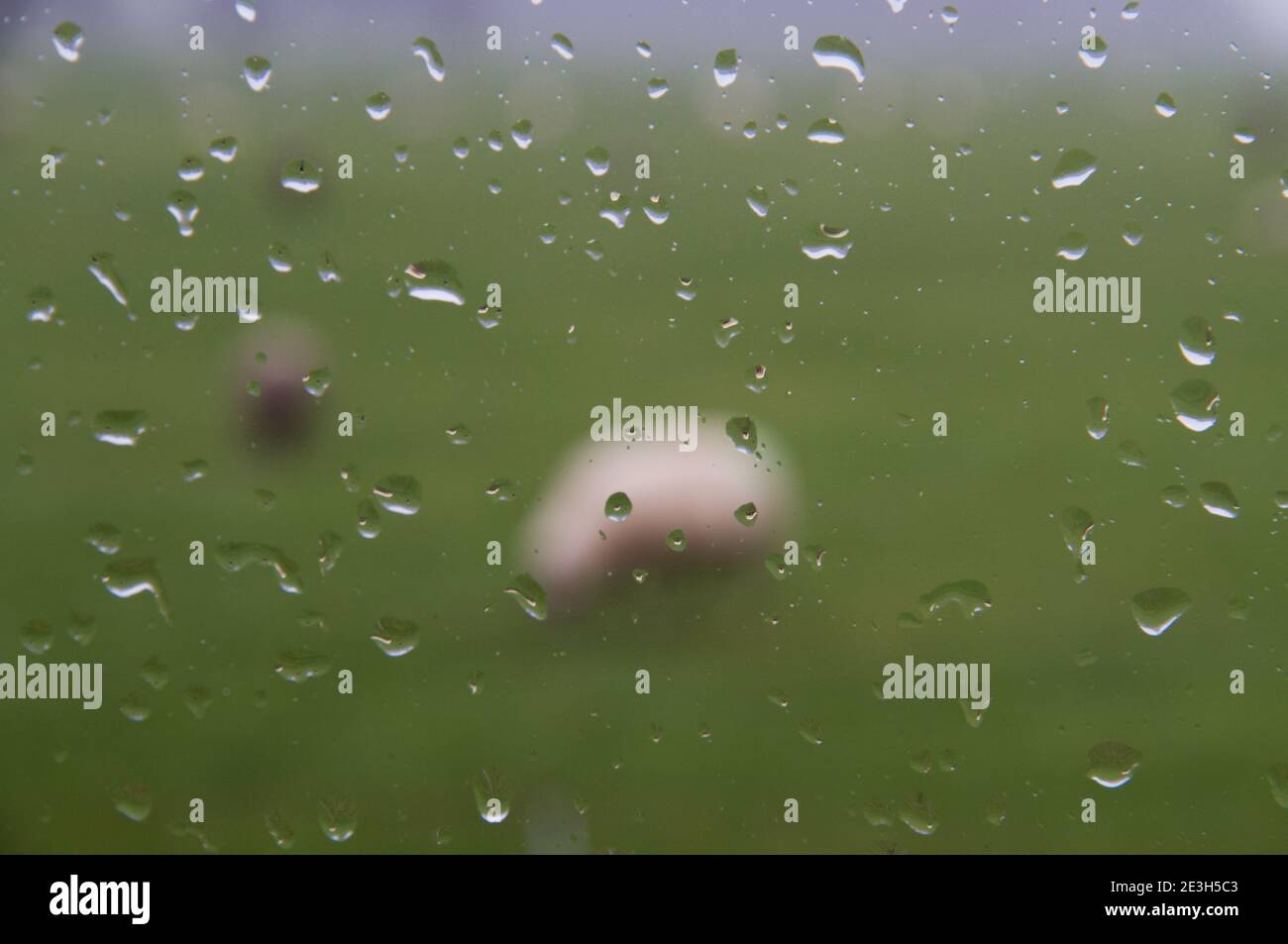 Raindrops on window. Unclear view through a window on a meadow with ...