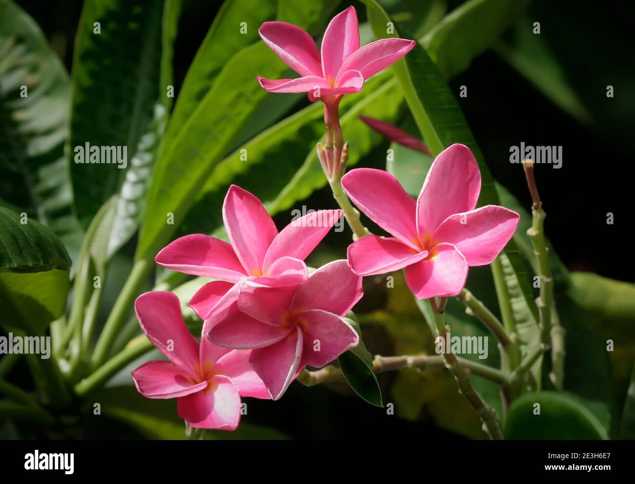 These pretty pink plumeria flowers photo taken near Miami Beach,Florida ...