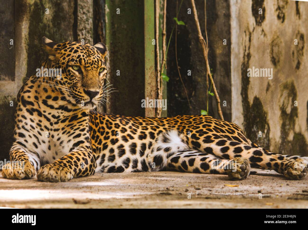 Wilde life park hi-res stock photography and images - Alamy