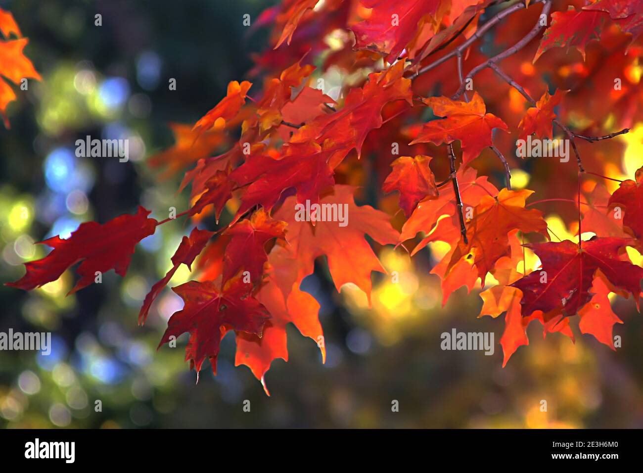 Autumn Leaves of Indiana Stock Photo - Alamy