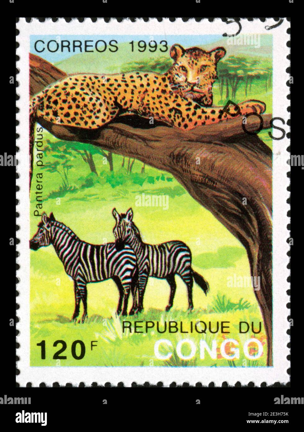 Congo animals hi-res stock photography and images - Alamy