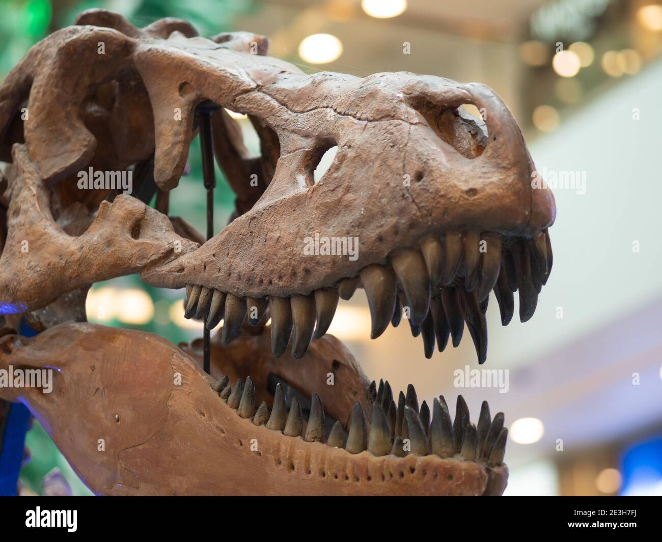 Tyrannosaurus rex jaw bone hi-res stock photography and images - Alamy