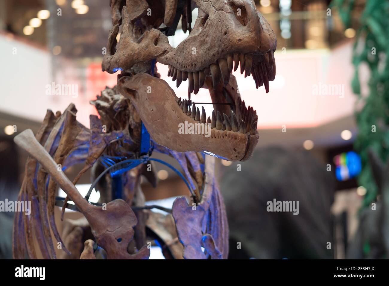 SAINT PETERSBURG, RUSSIA - OCTOBER 8, 2019: jaw of the skeleton of a ...