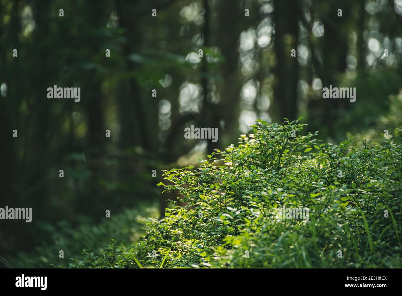 Dark moody forest background with green trees and plants, natural ...