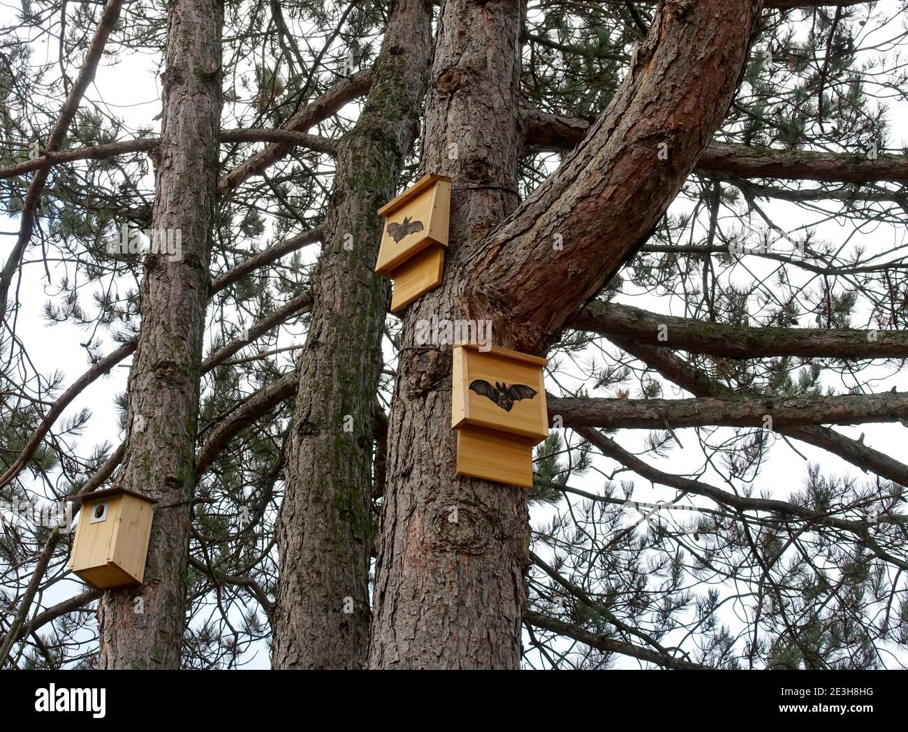 Bats nest hi-res stock photography and images - Alamy