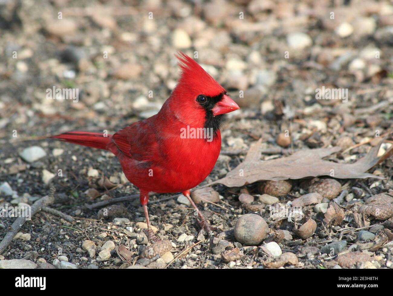 American cardinal hi-res stock photography and images - Alamy