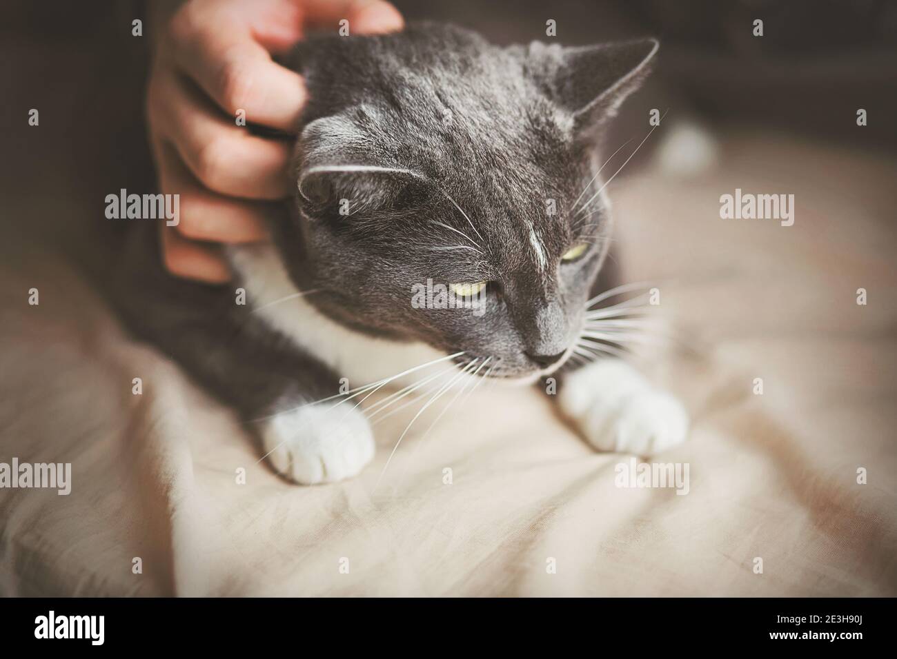 Nose scratch hi-res stock photography and images - Alamy