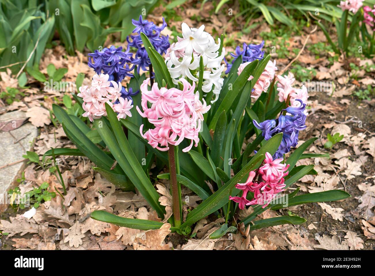 Hyacinthus orientalis colorful flowers Stock Photo - Alamy