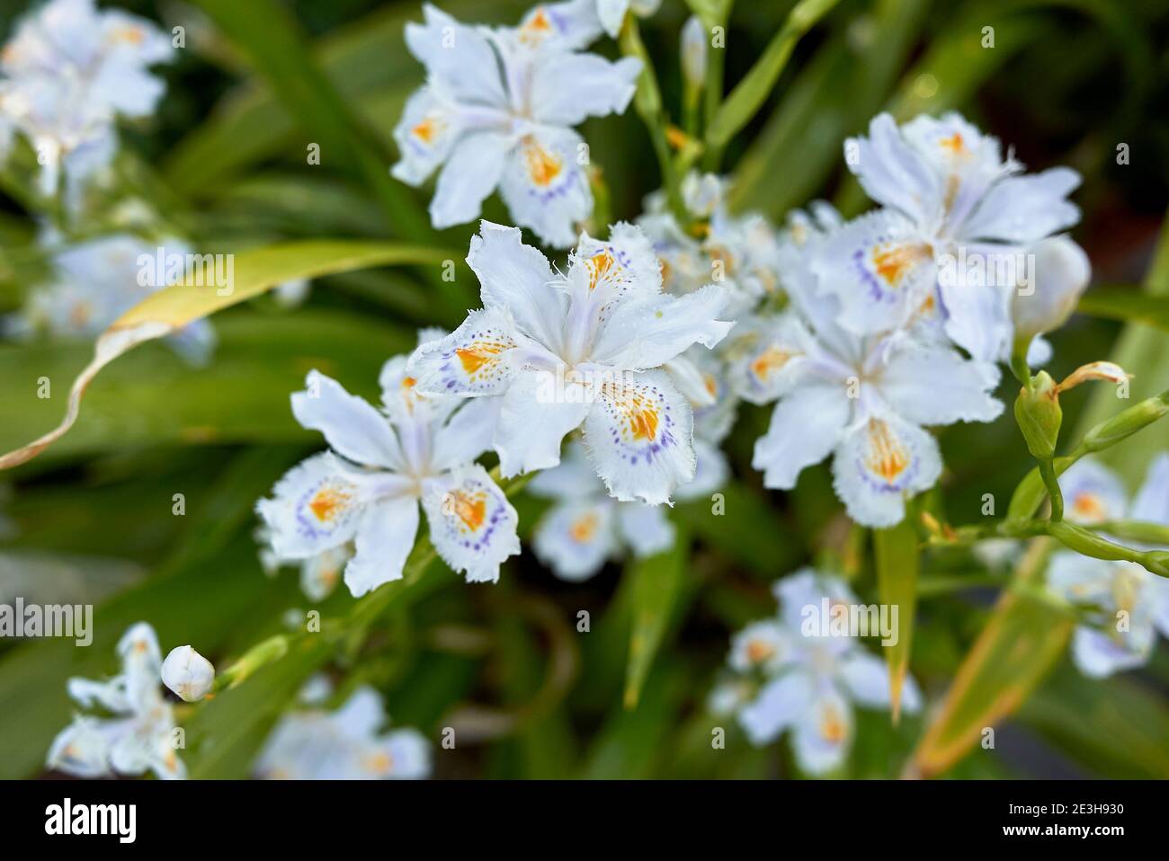 Shaga flower hi-res stock photography and images - Alamy