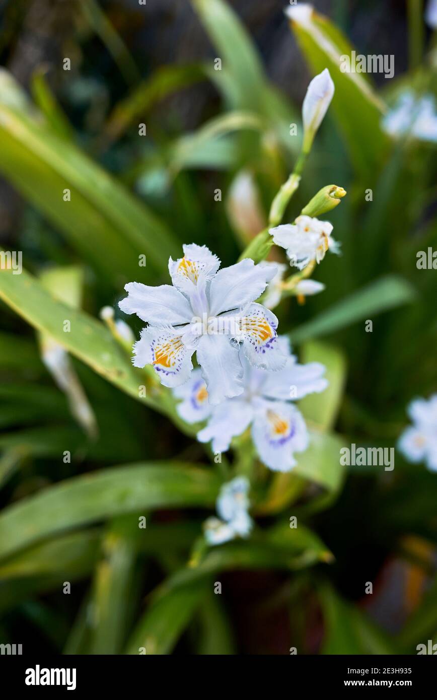 Shaga flower hi-res stock photography and images - Alamy