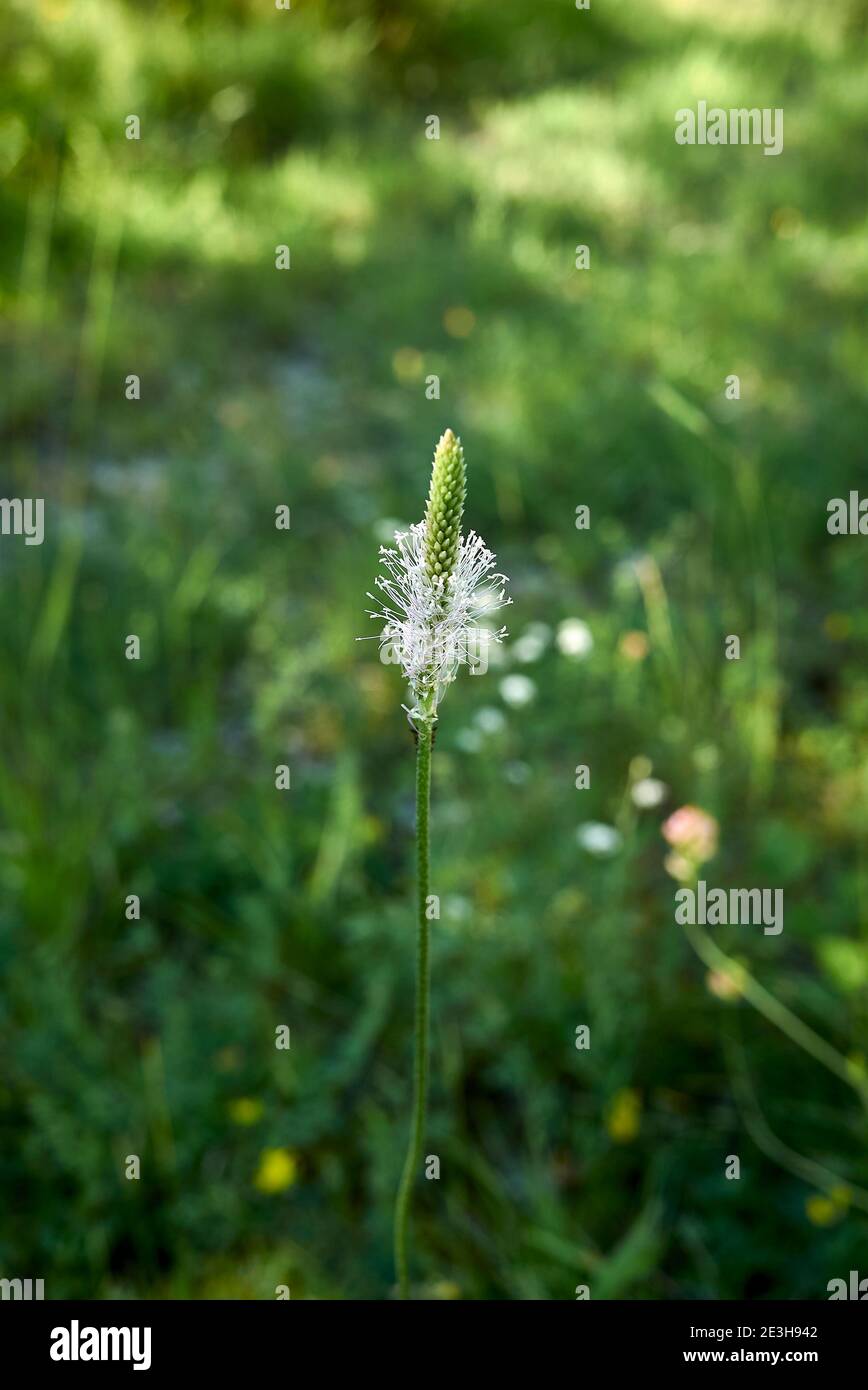Inflorescence Of Plantago Media High Resolution Stock Photography and ...