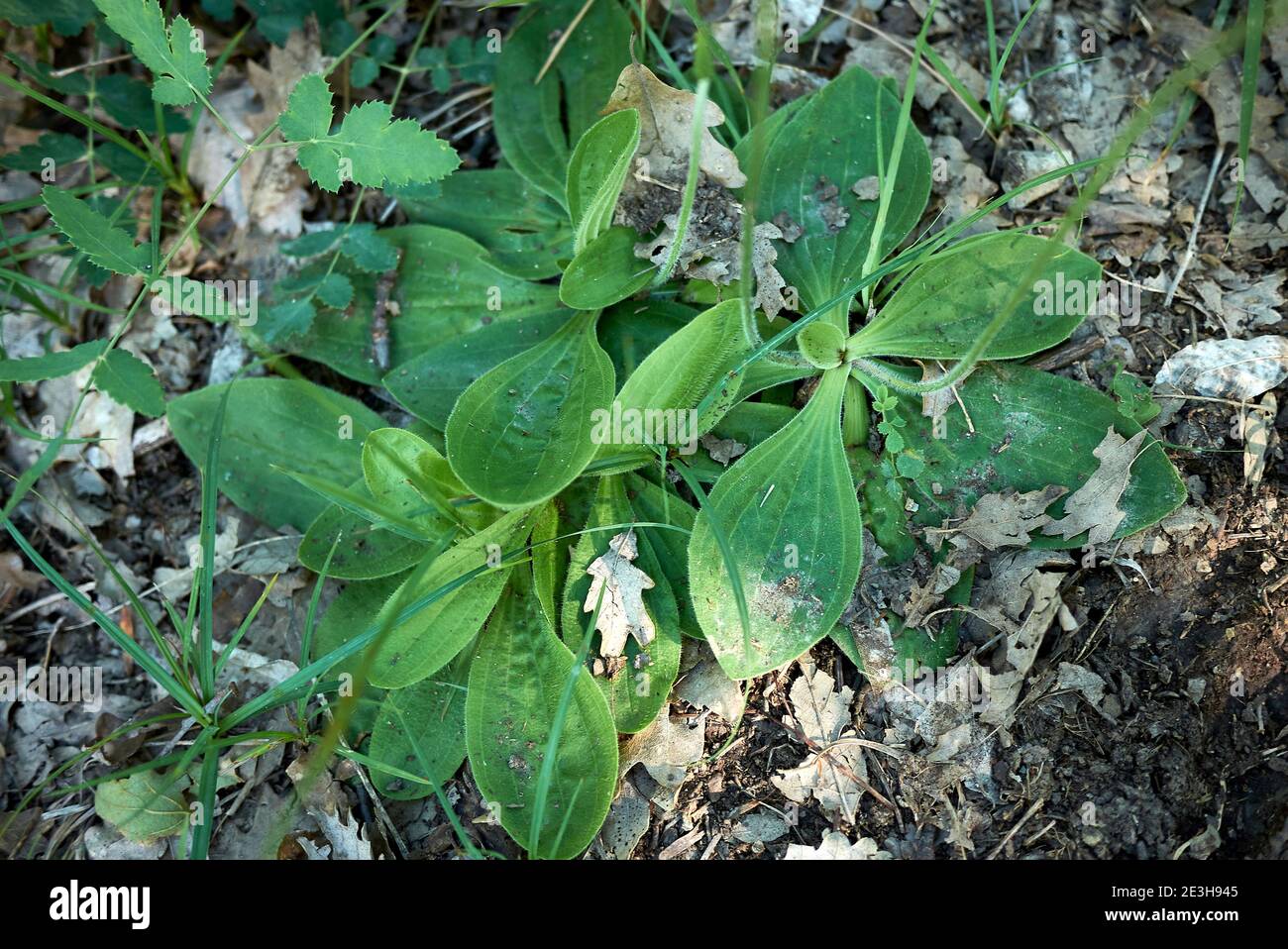 Inflorescence of plantago media hi-res stock photography and images - Alamy