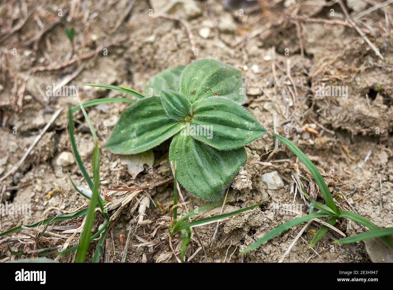 Plantago media fresh plants and pale pink inflorescence Stock Photo - Alamy