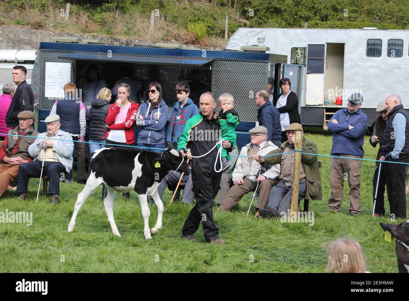 Cows livestock grooming handler hi-res stock photography and images - Alamy