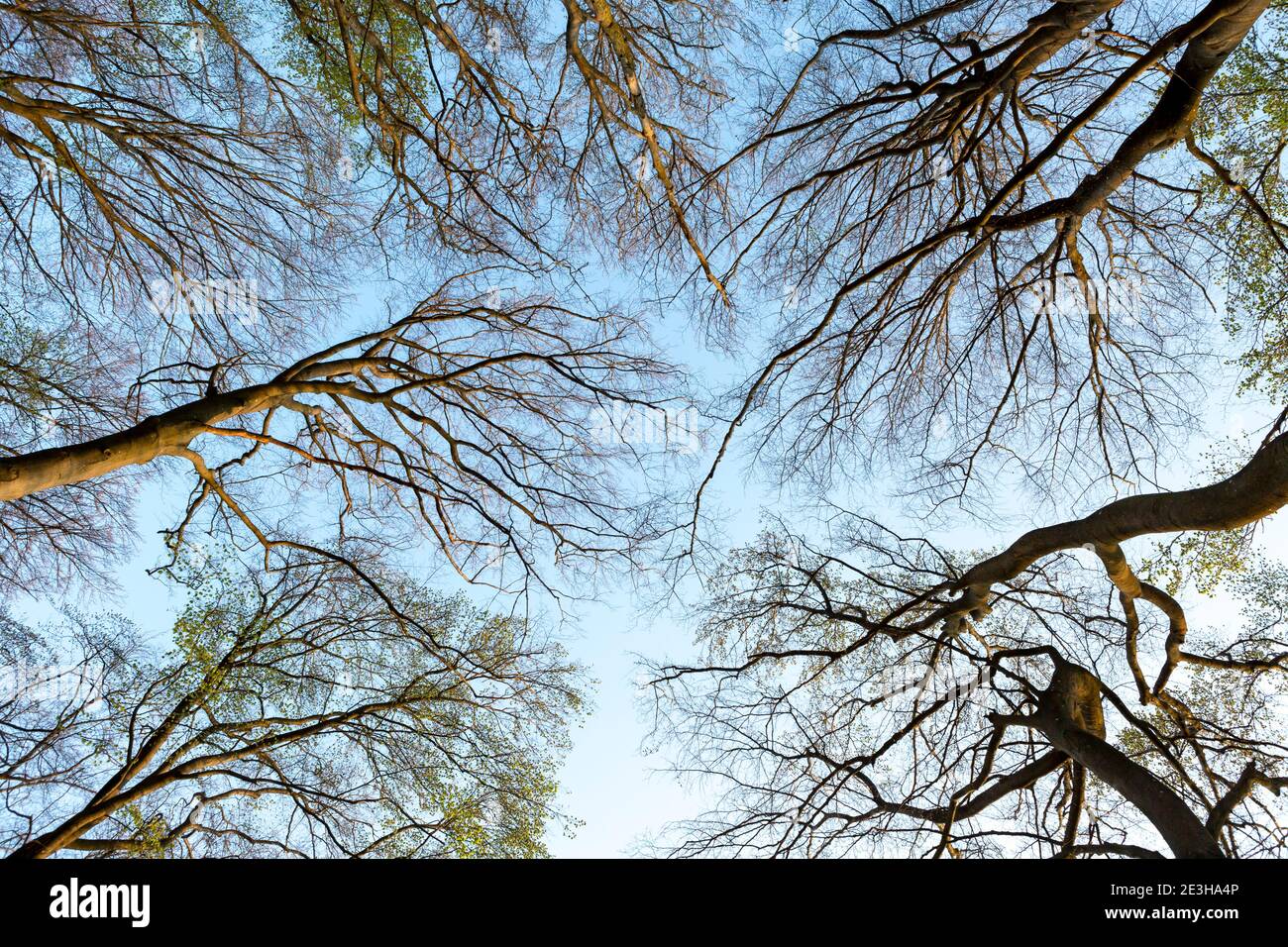 Treetop pattern with branches as seen from below at sunset in spring ...