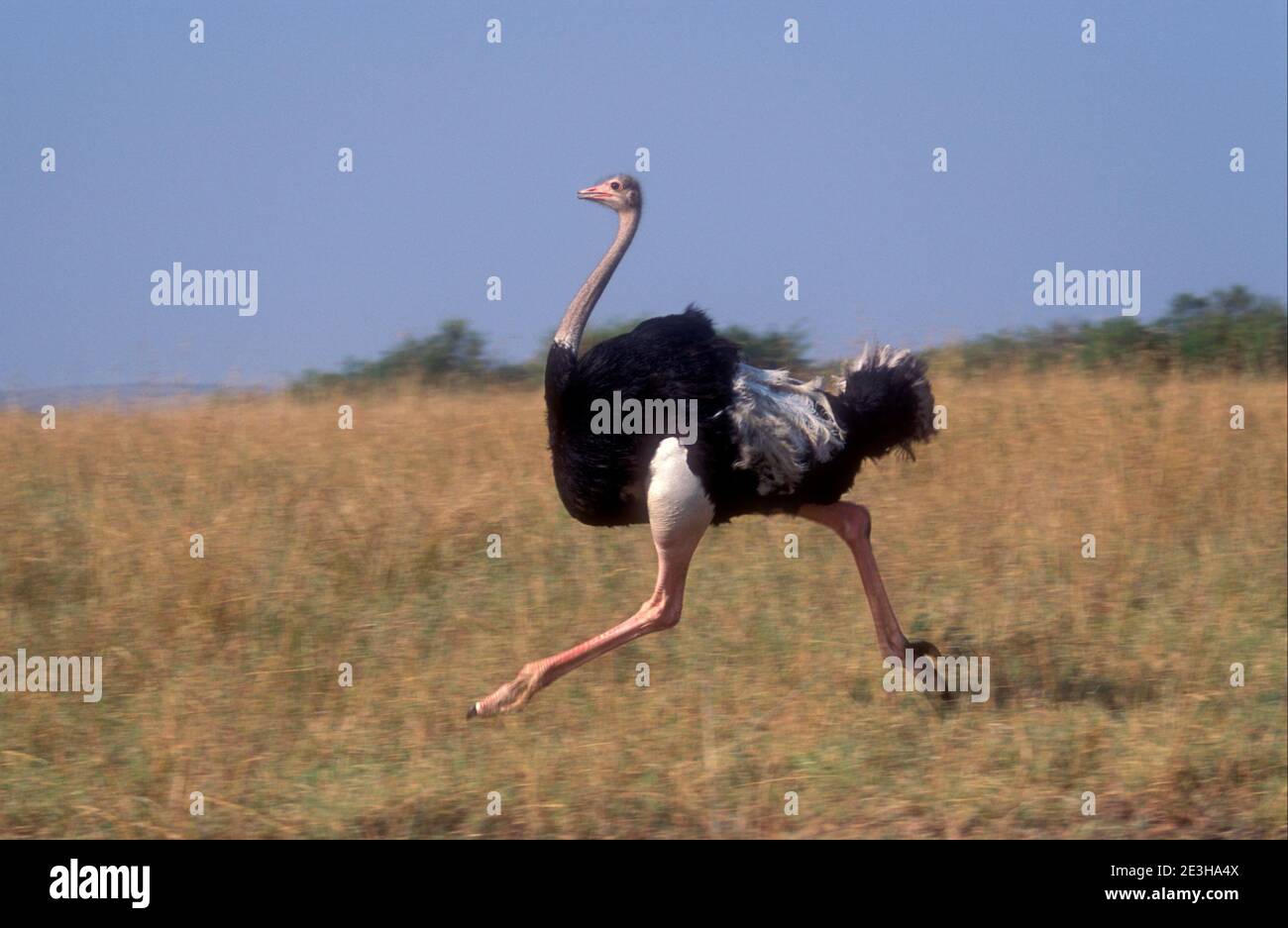 Close up full body view of a single ostrich (Struthio camelus ...