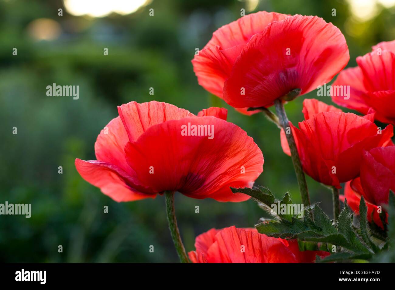 Zoomed in detailed view hi-res stock photography and images - Alamy