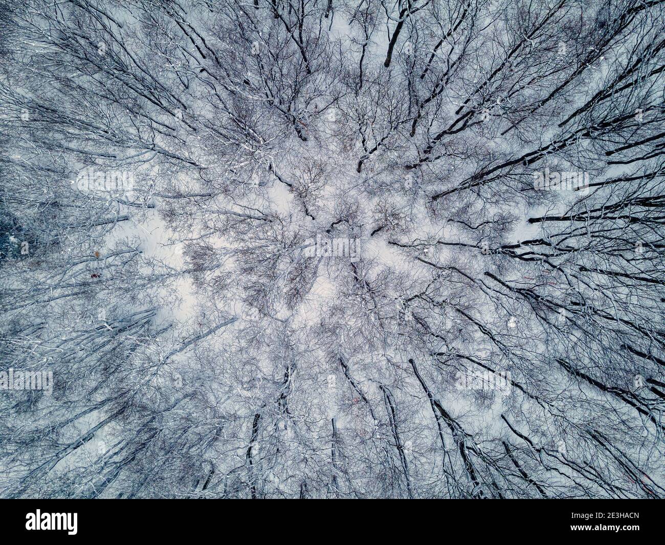 winter forest top view Stock Photo - Alamy