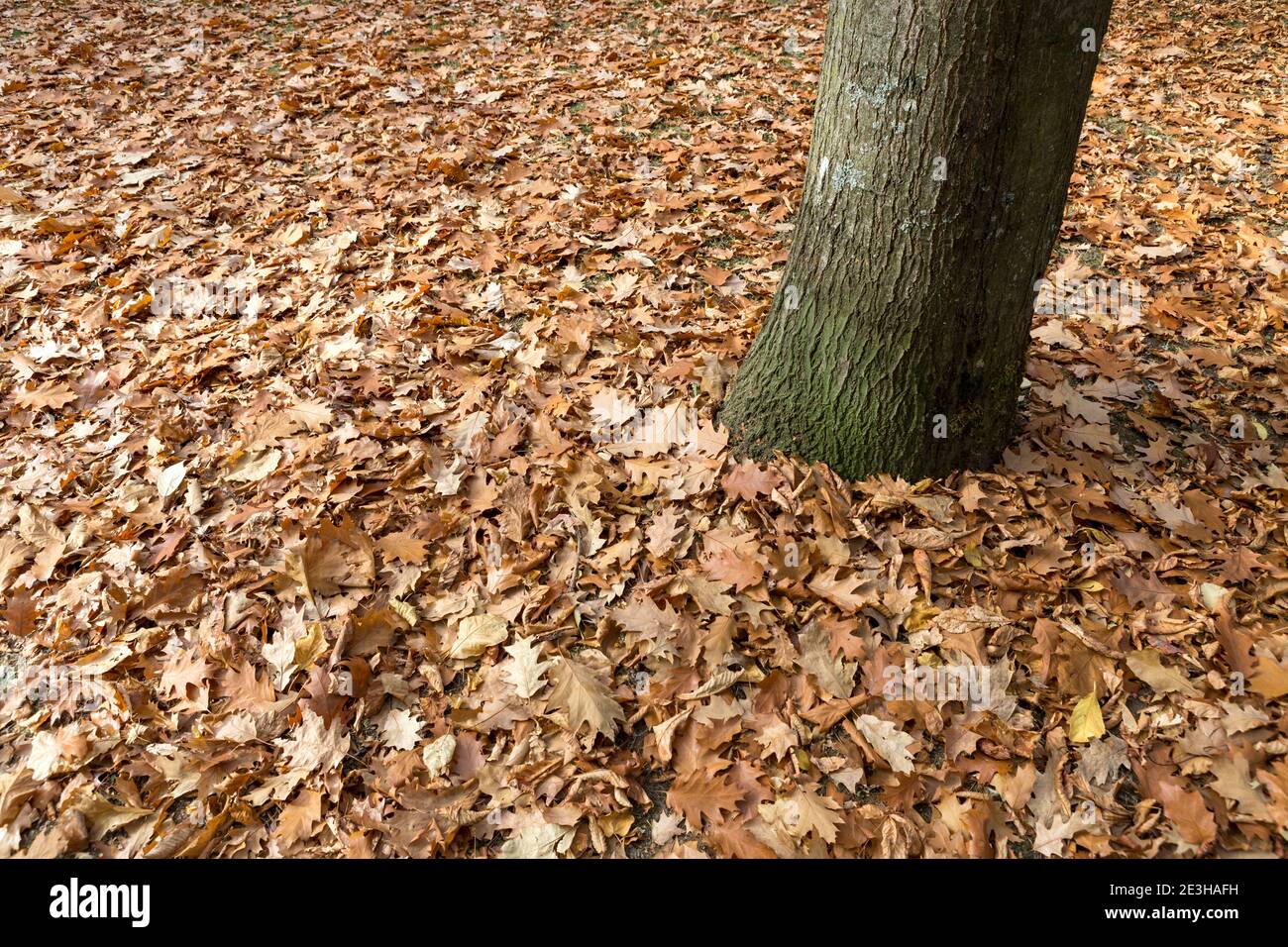 Bottom of tree trunk on ground evenly covered by foliage Stock Photo ...