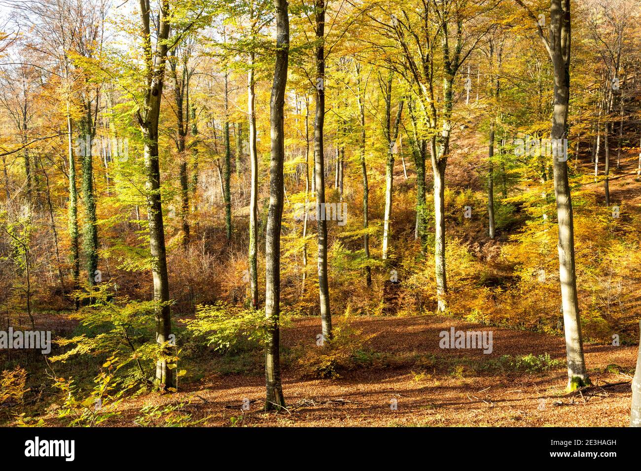 Four forests hi-res stock photography and images - Alamy