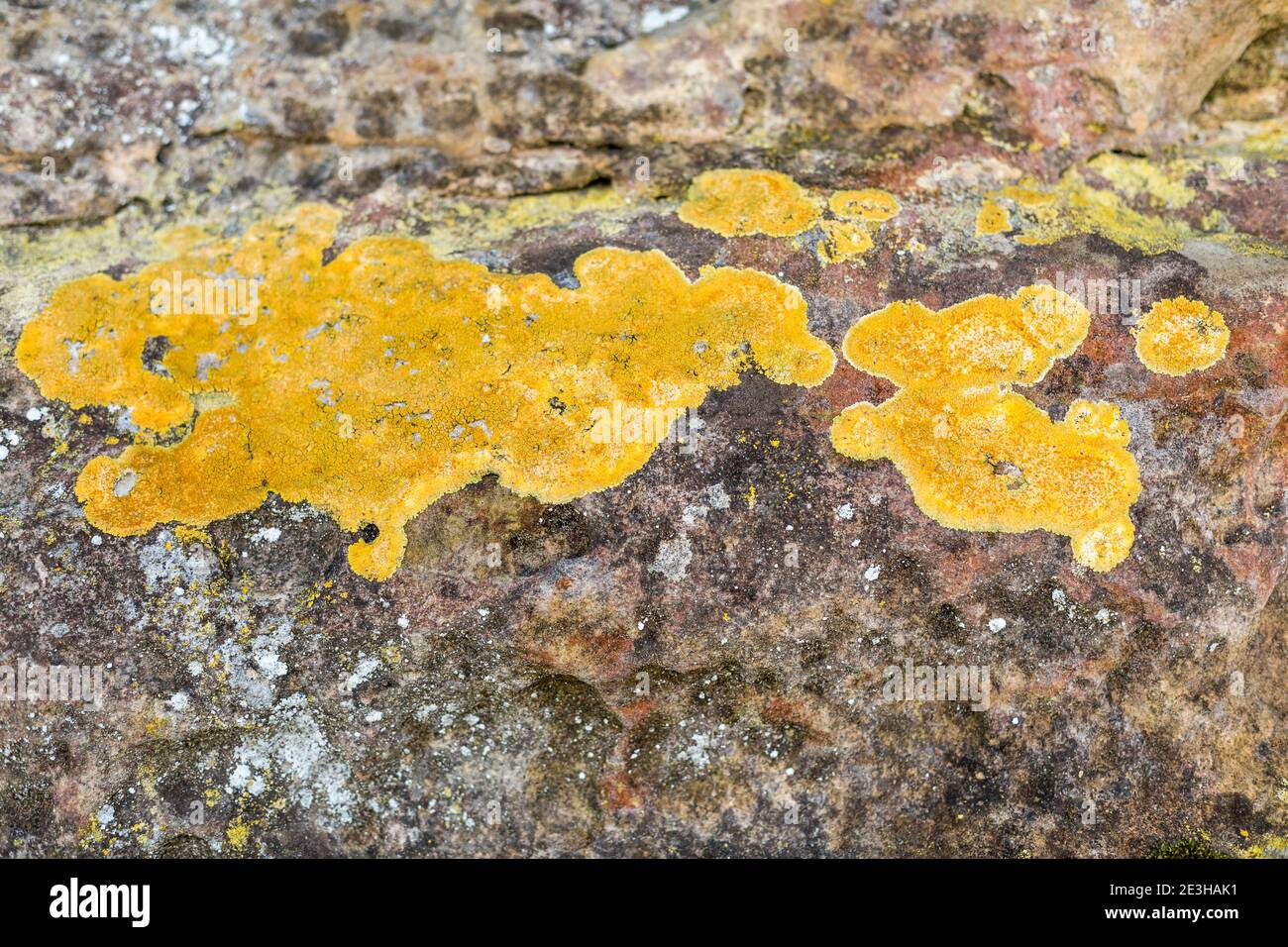 Abstract close up of yellow lichen pattern on rock in forest Stock ...