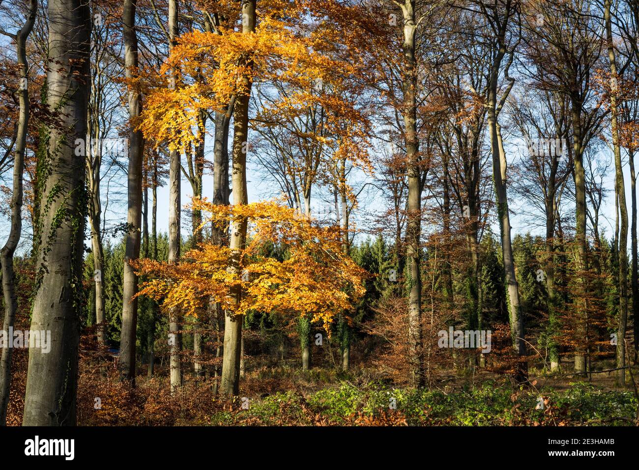 Trees at different stages during autumn in a forests scene Stock Photo ...