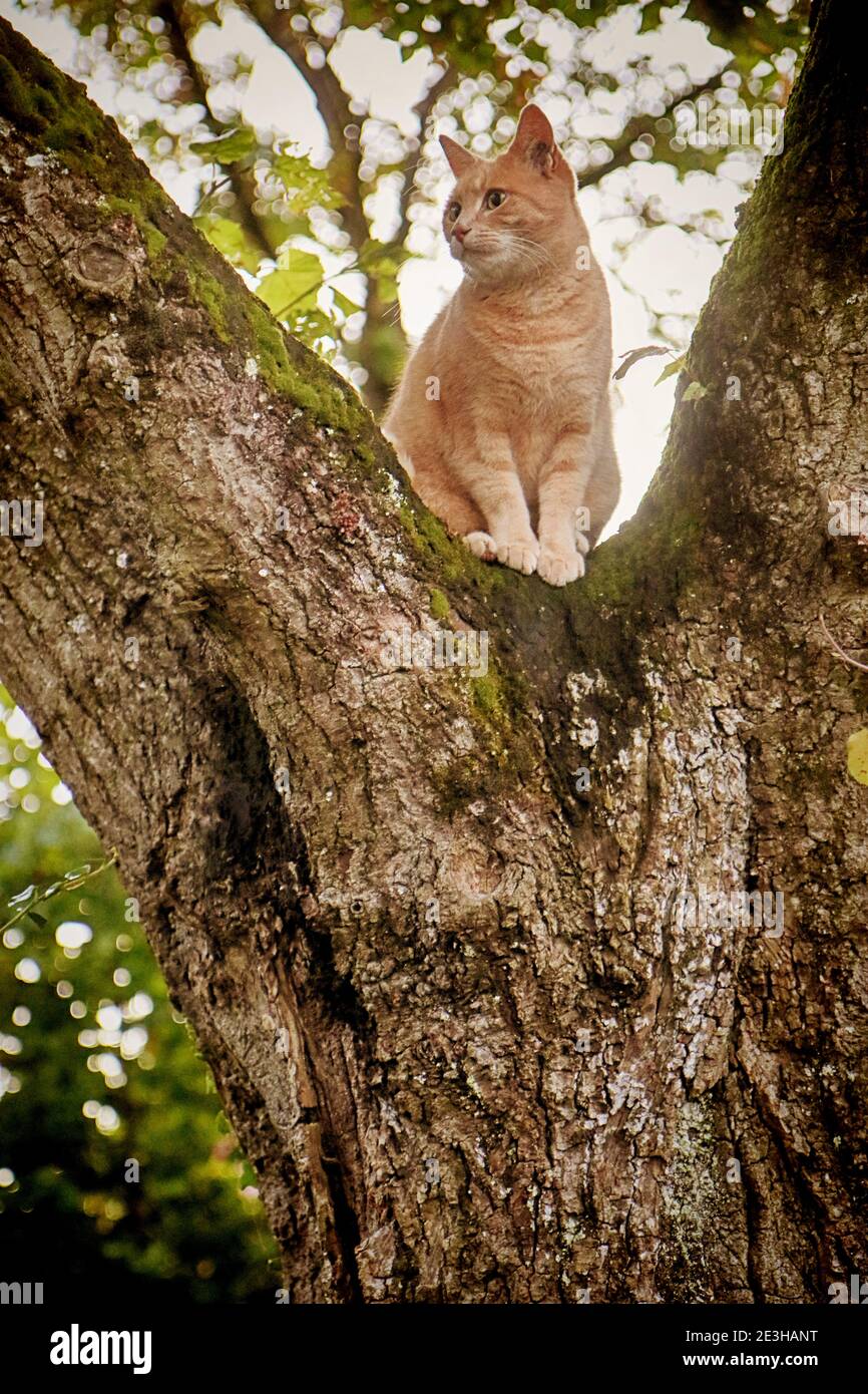 portrait of red tabby cat comfortably in pose on a tree branch fork ...