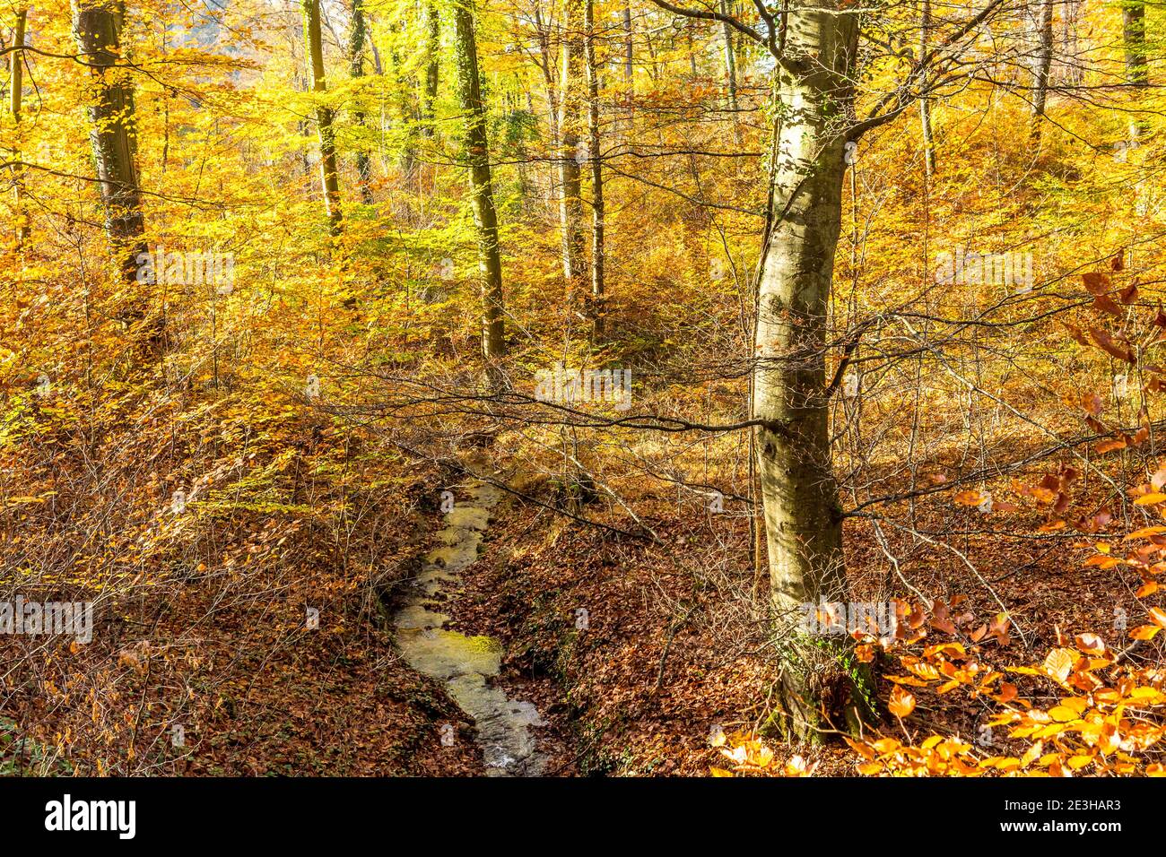 Fall brook scene hi-res stock photography and images - Alamy