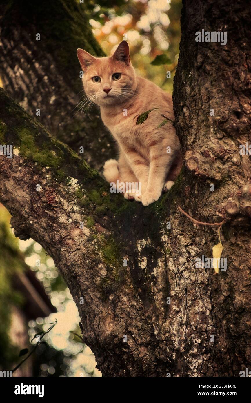 portrait of red tabby cat comfortably in pose looking from a tree ...