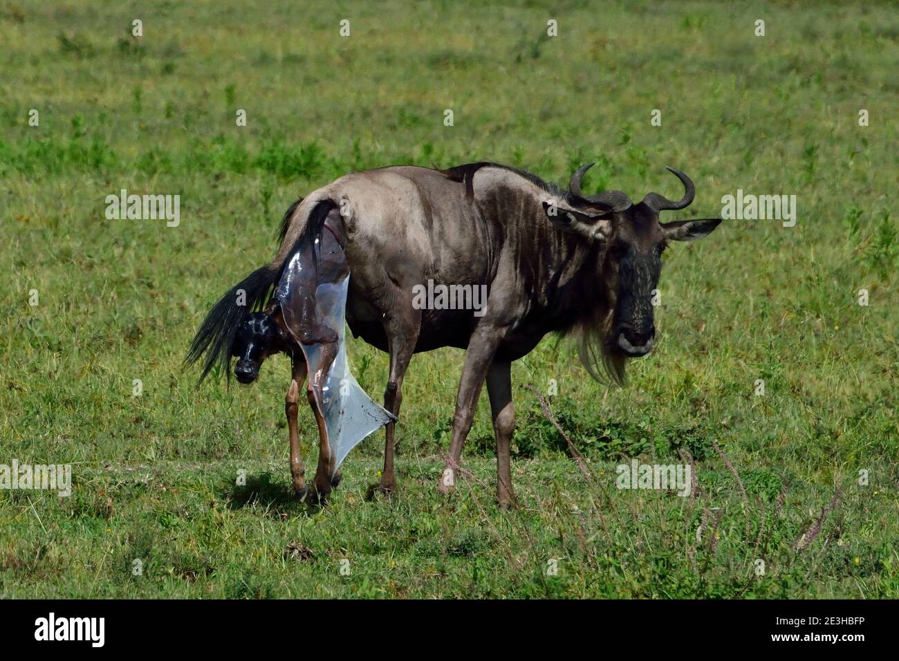 Child tanzania birth hi-res stock photography and images - Alamy