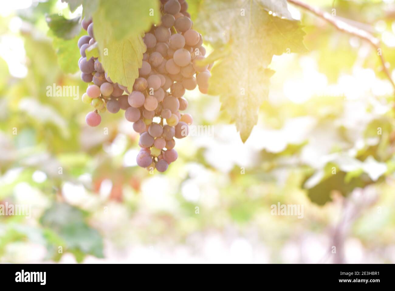 Grapes harvest sunset hi-res stock photography and images - Alamy