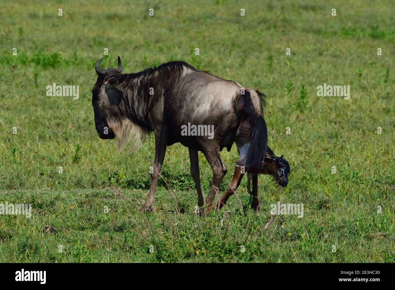 Child tanzania birth hi-res stock photography and images - Alamy