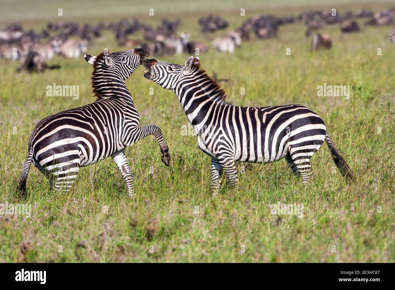 Boehms zebra hi-res stock photography and images - Alamy