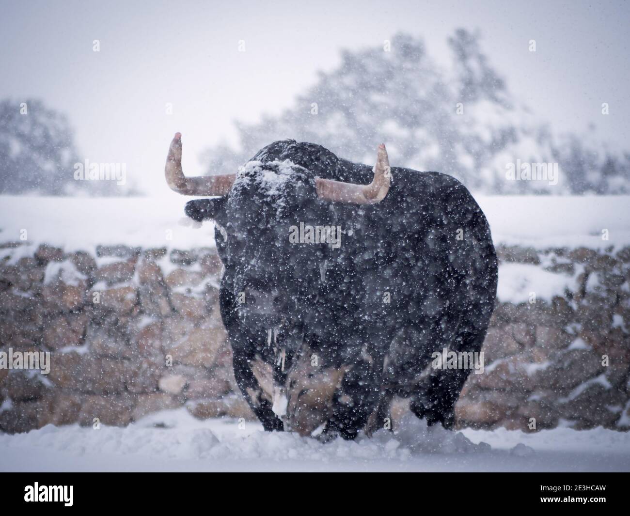Six year old spanish bull under the snow on a cold winter day Stock ...