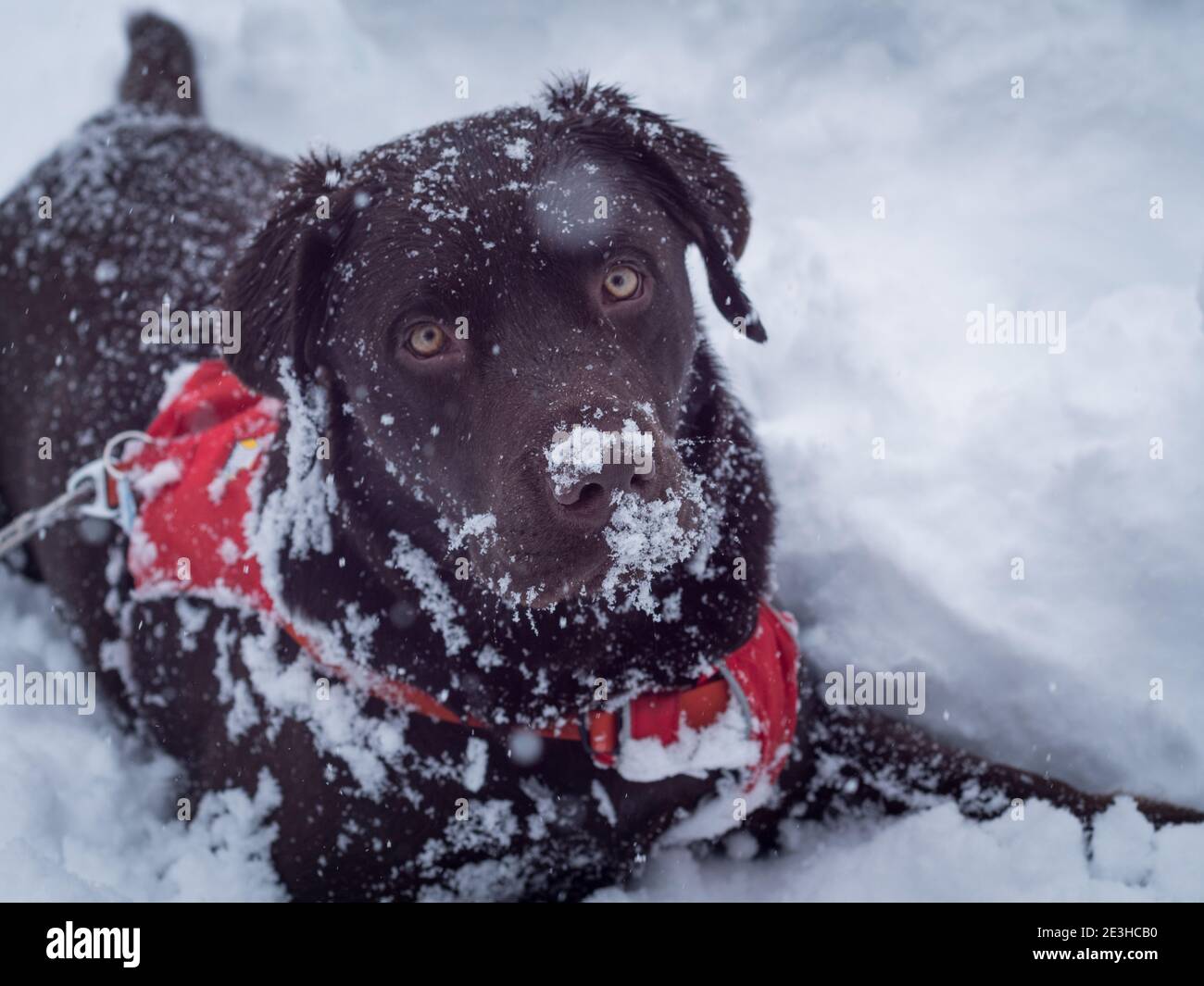 Adopt me dog hi-res stock photography and images - Alamy