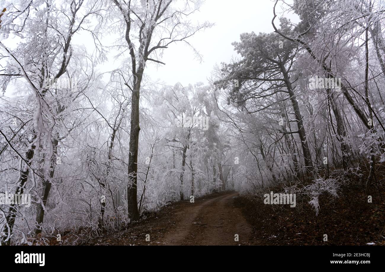 Dingy forest hi-res stock photography and images - Alamy