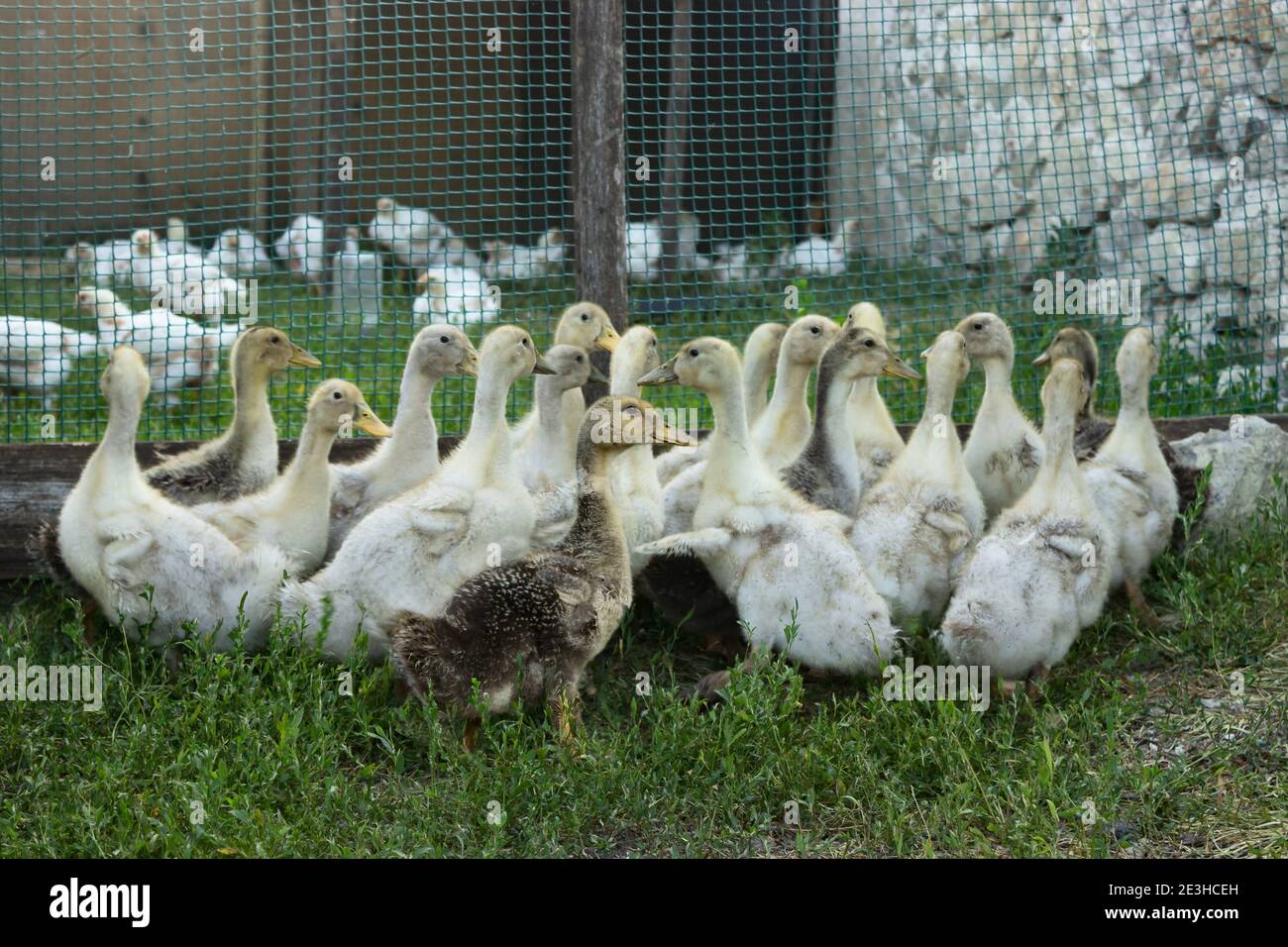 Poultry on the farm. Group of domestic ducks on the background of a ...