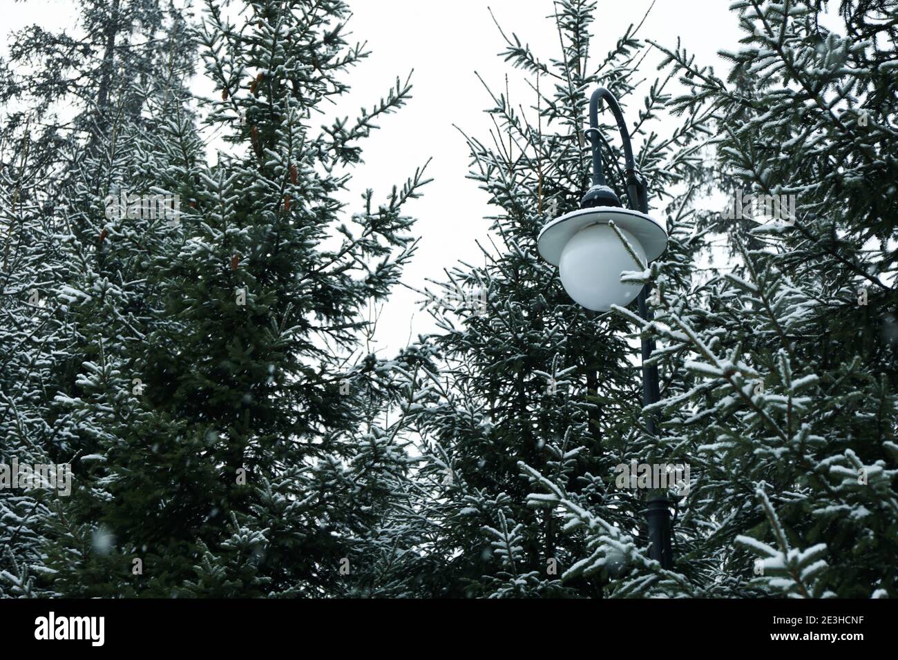 Light pole and spruce trees in the snow fall Stock Photo - Alamy