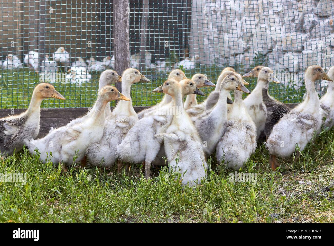 Poultry on the farm. Group of domestic ducks on the grass in sunny day ...
