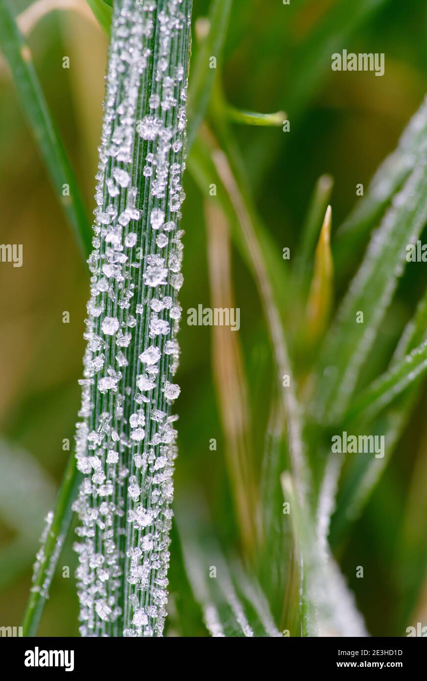 Frozen blade grass hi-res stock photography and images - Alamy